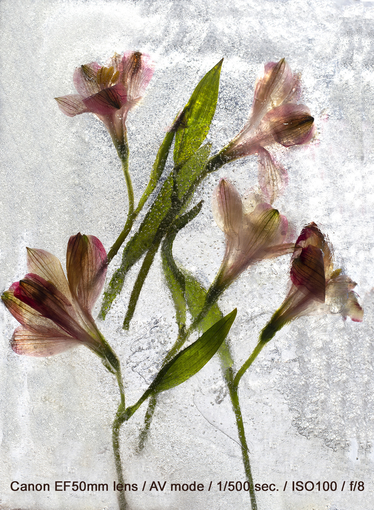 Frozen Flower Cheat Sheet – Photography Adventures