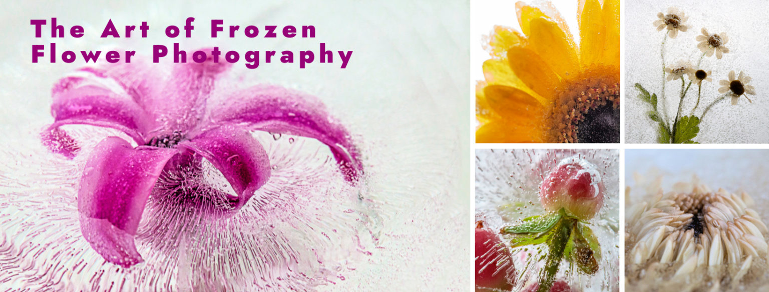 The Art of Frozen Flower Photography – Photography Adventures