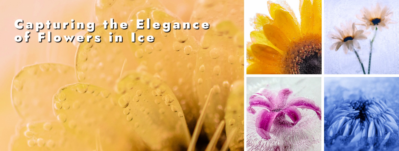 Capturing the Elegance of Flowers in Ice – Photography Adventures
